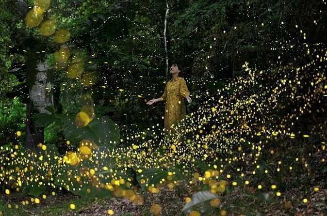 Ishigaki Sunset Limited Time Yaeyama Firefly Viewing Tour - The Itinerary in Detail