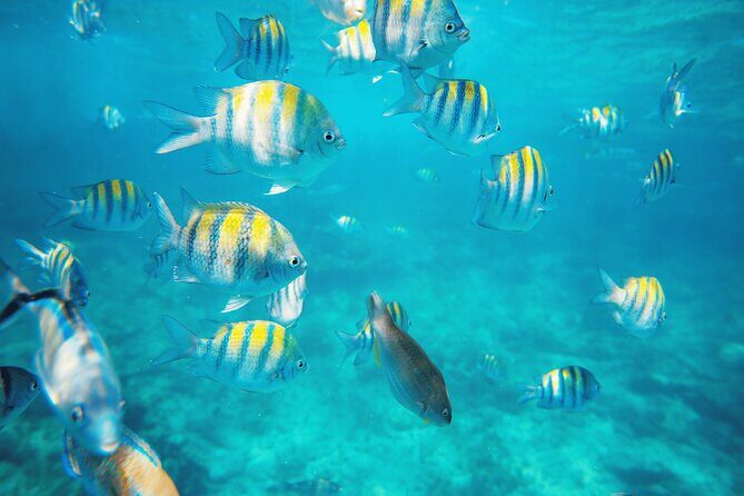 Isla Catalina All Inclusive Snorkel and Beach Day from Punta Cana - FAQ