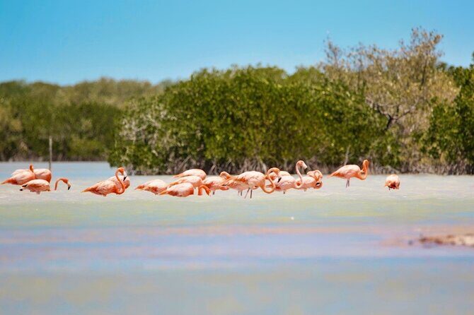 Isla Columpios and Progreso Day Trip - The Sum Up: Is This Tour Worth Your Time?