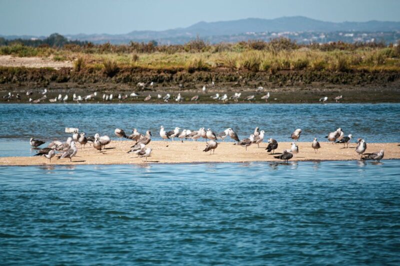 Isla Cristina/Isla Canela: Boat Trip Through the Marshes - Frequently Asked Questions