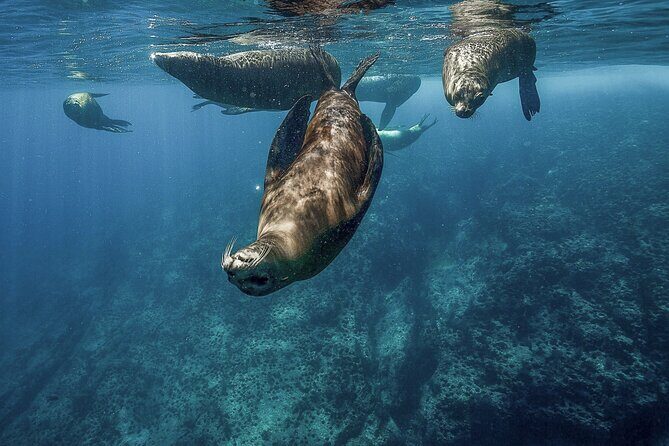 Isla Espiritu Santo Adventure: Explore the Sea of Cortez - Key Points