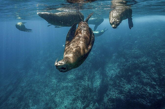 Isla Espiritu Santo Adventure: Explore the Sea of Cortez - The Sum Up