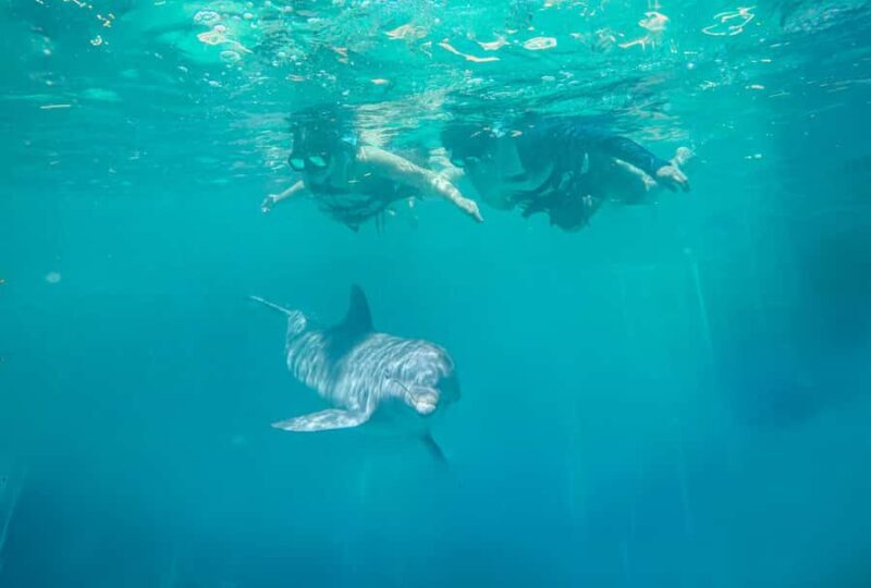 ISLA MUJERES: Dolphin Royal Connection & buffet from Cancun - A Closer Look at the Experience