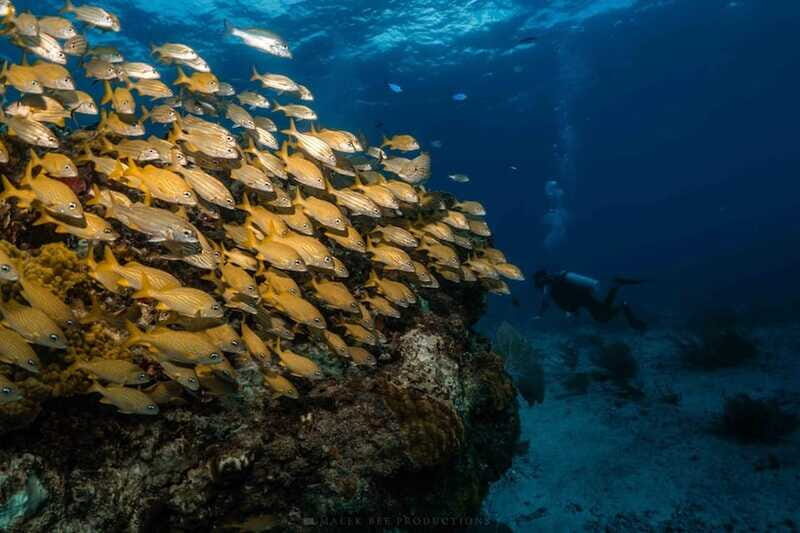 Isla Mujeres - MUSA and the Manchones Reef - Snorkel - FAQ