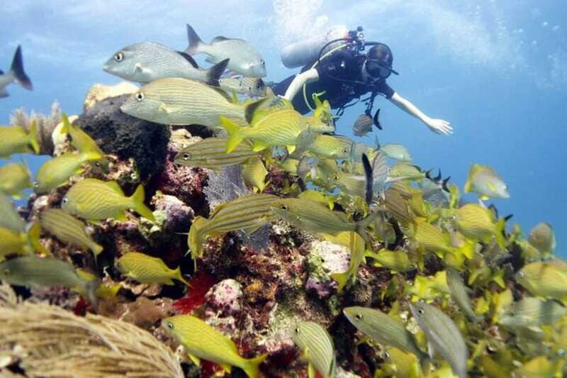 Isla Mujeres: PADI Open Water Diver Course - Authentic Experiences and Visitor Feedback