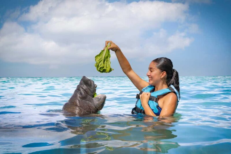 Isla Mujeres: Sea Lion & Manatee Interaction with Buffet - Key Points