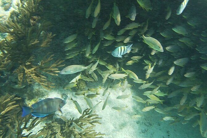 Isla Mujeres Snorkeling Adventure at the Underwater Museum - FAQs