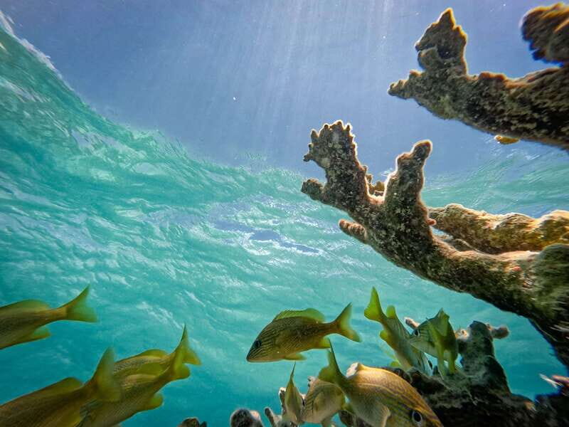 Isla Mujeres: Snorkeling in Underwater Museum - Frequently Asked Questions