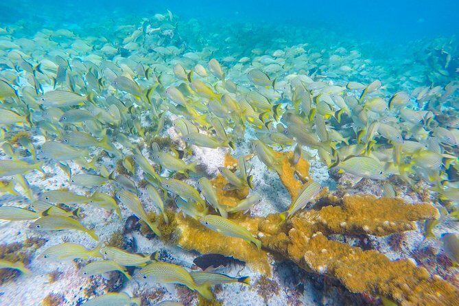 Isla Mujeres Snorkeling Tour Adventure - Who This Tour Is Perfect For