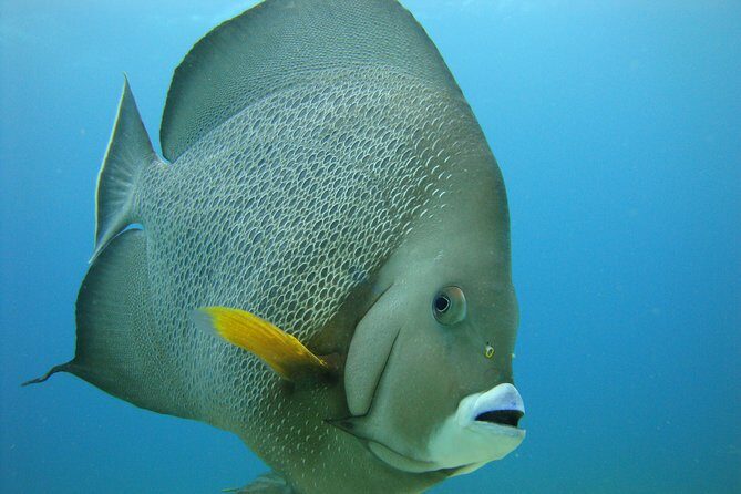 Isla Mujeres Snorkeling Tour - Frequently Asked Questions