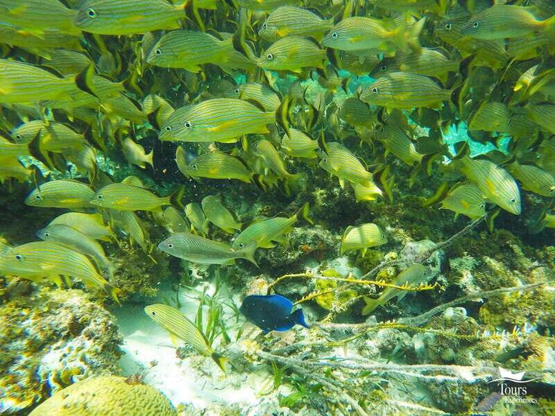 Isla Mujeres: Snorkeling Tour with Open Bar - Who Will Love This Tour?