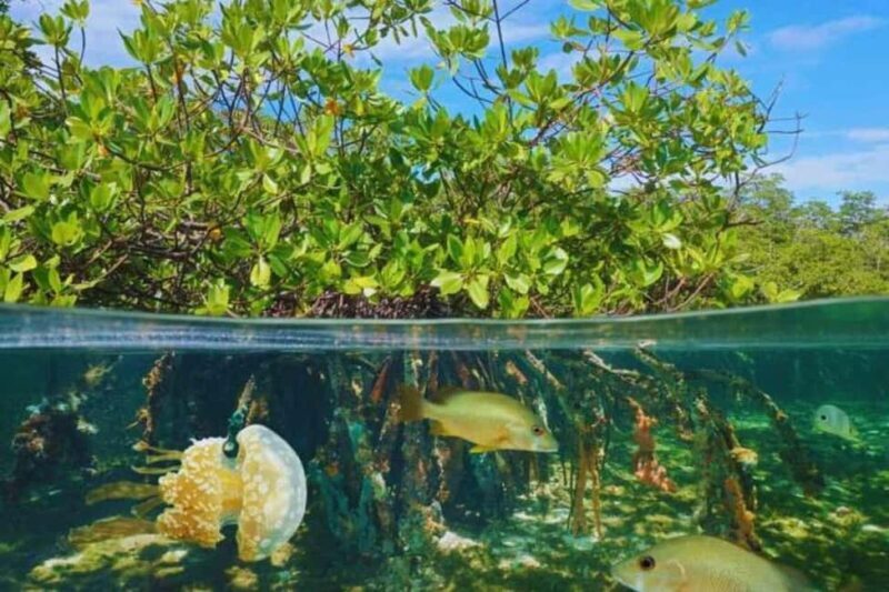 Isla Saona Speedboat Tour - Lunch, Wildlife & Natural Pools - A Full Breakdown of the Tour Experience