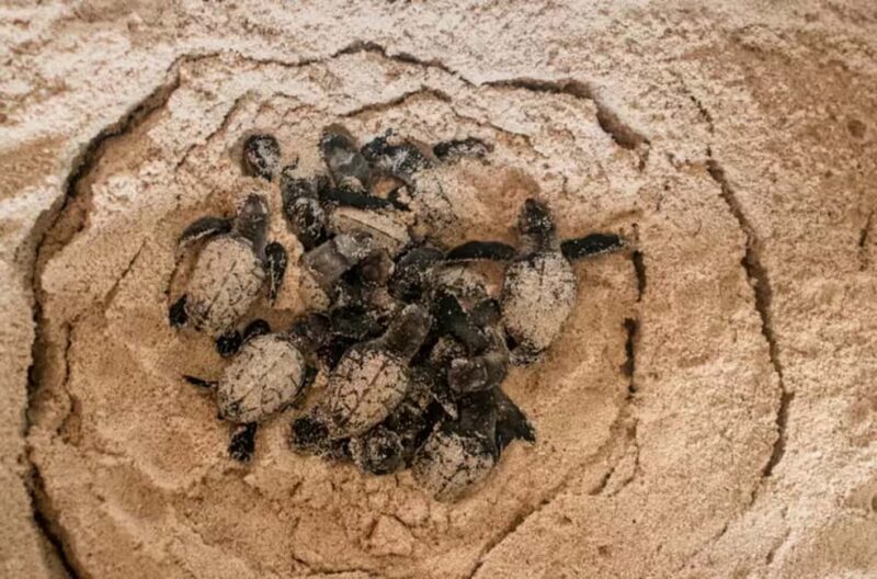 Isla Saona Speedboat Tour - Lunch, Wildlife & Natural Pools - Who Should Consider This Tour?