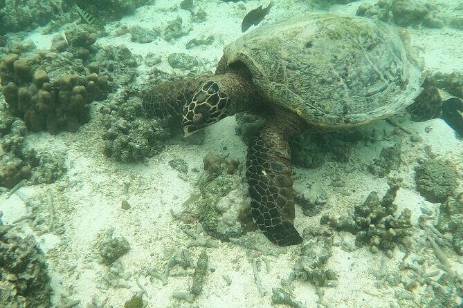 Island Adventure for Cruise Ship Passengers - Who Will Love This Tour?