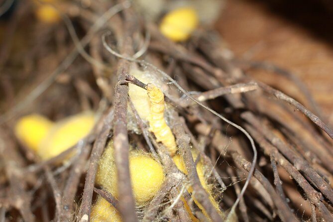 Island Community Life in Phnom Penh - Frequently Asked Questions (FAQs)