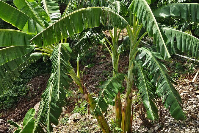 Island Eco Farm Tour with Local Treats and Sapphire Beach Time - Key Points