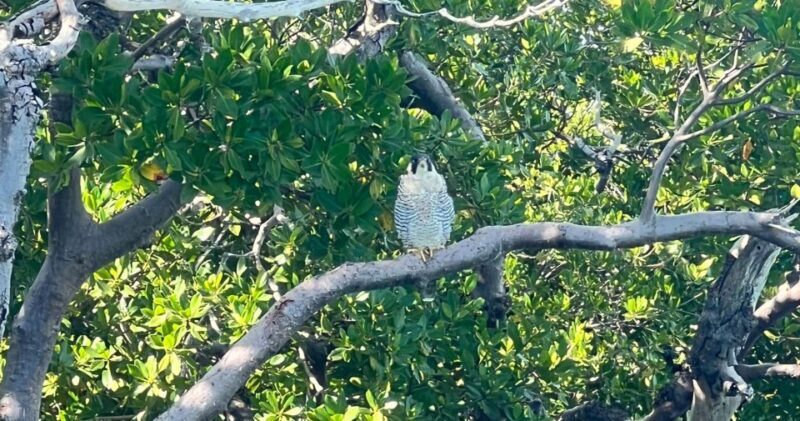 Island Paradise: Dolphin, Shelling, Birding Eco Boat Tour - The Sum Up