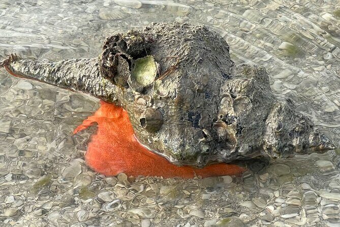 Island Paradise: Dolphin, Shelling, Birding Eco Boat Tour - FAQ
