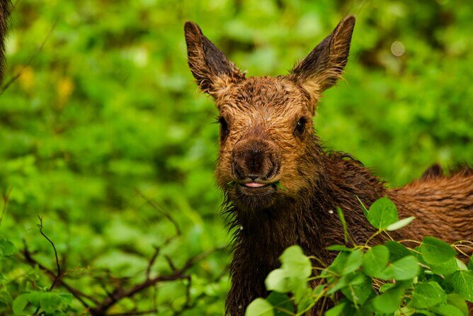Island Park, Idaho Waterfalls and Wildlife - Final Thoughts