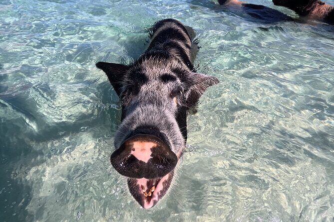 Island Skipper Private Boat Charter & Snorkel Experience - Final Thoughts