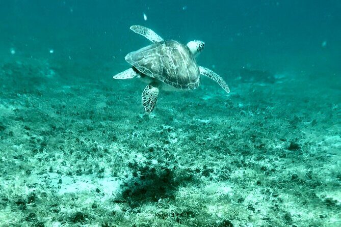 Island & Snorkeling Tour  Smuggler + Cane Garden Bay - Key Points