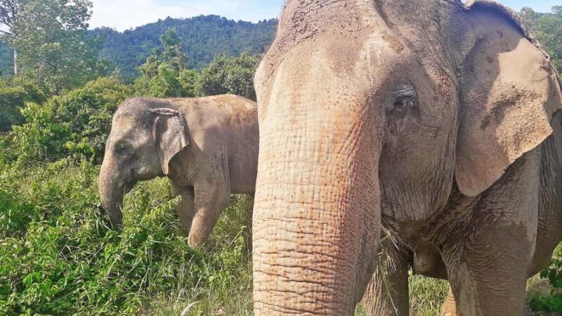 ISLAND TOUR VIP AROUND KOH SAMUI FULL DAY RARE SIGHTSEEING - Key Points