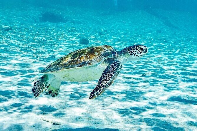 Island Treasures: Caves, Turtles and Turquoise Beach Break - Value Proposition and Cost Analysis