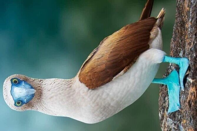 Islas Marietas PRIVATE enter hidden beach 100% GUARANTEED - The Sum Up: Who Is This Tour For?