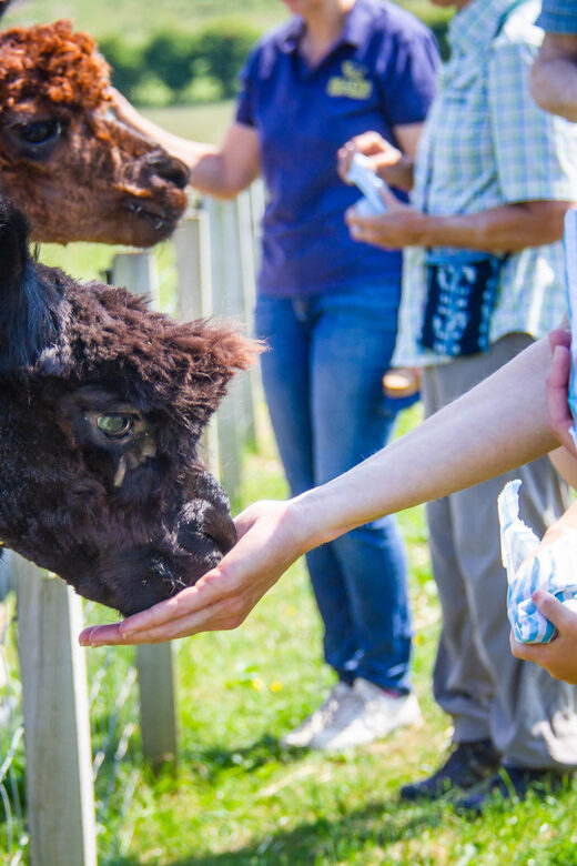 Isle of Arran: Farm Tour - Key Points