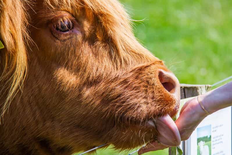 Isle of Arran: Farm Tour - The Itinerary & Experience