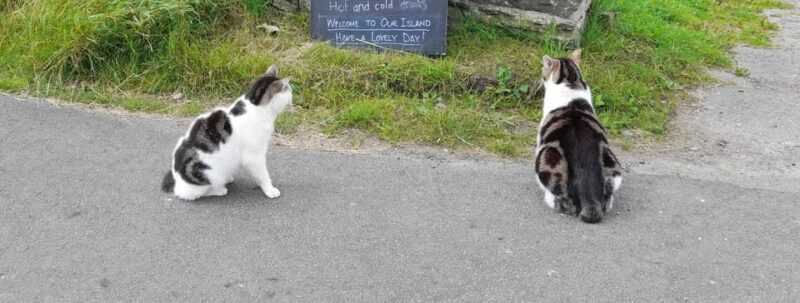 Isle of Man: Discovery Tour. A whistle stop all Island Tour. - FAQ