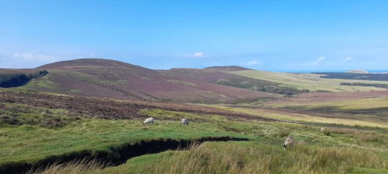 Isle of Man: Half Day Wildlife Adventure Tour - What Youll Experience