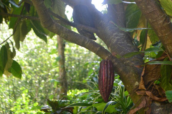 Isle of Spice Adventure Tour - What to Expect on the Isle of Spice Adventure Tour