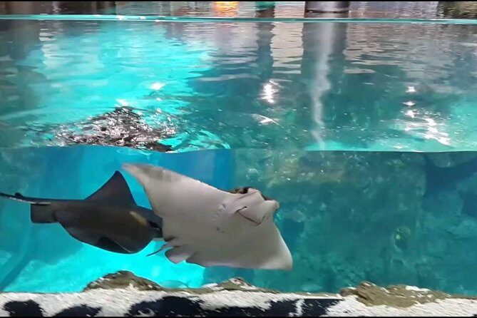 Istanbul Aquarium and Aqua Florya Independent Shopping Trip - An In-Depth Look at What to Expect