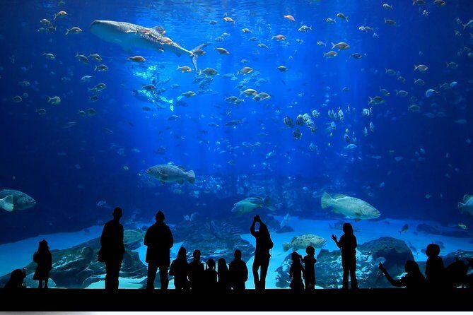Istanbul Aquarium and Aqua Florya Independent Shopping Trip - FAQ: Common Questions about the Istanbul Aquarium & Aqua Florya Tour