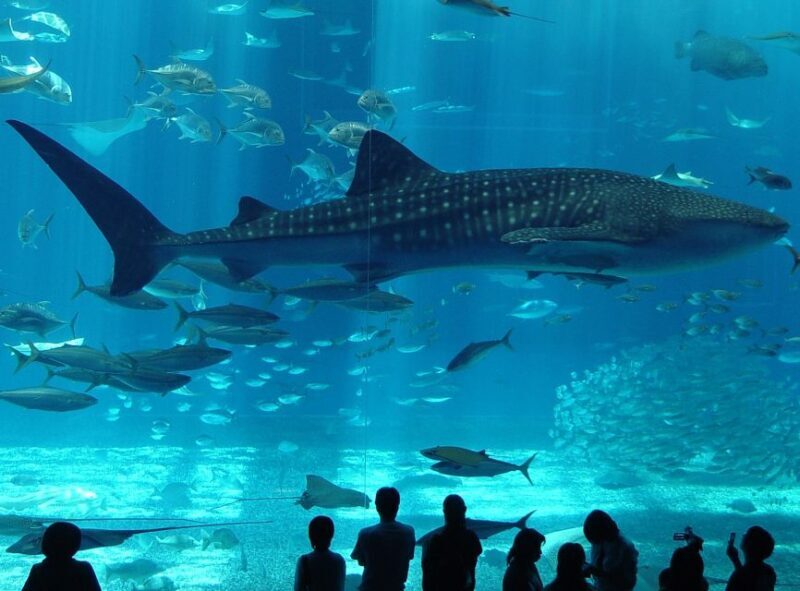 Istanbul Aquarium and Aqua Florya Shopping Mall Tour - Who Would Appreciate This Tour?