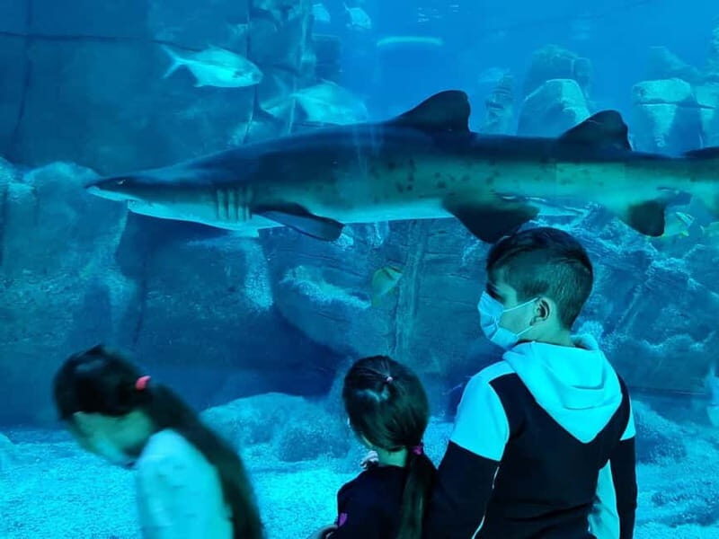 Istanbul: Aquarium Ticket and Round Trip Shuttle from Taksim - What to Expect at the Istanbul Aquarium Tour