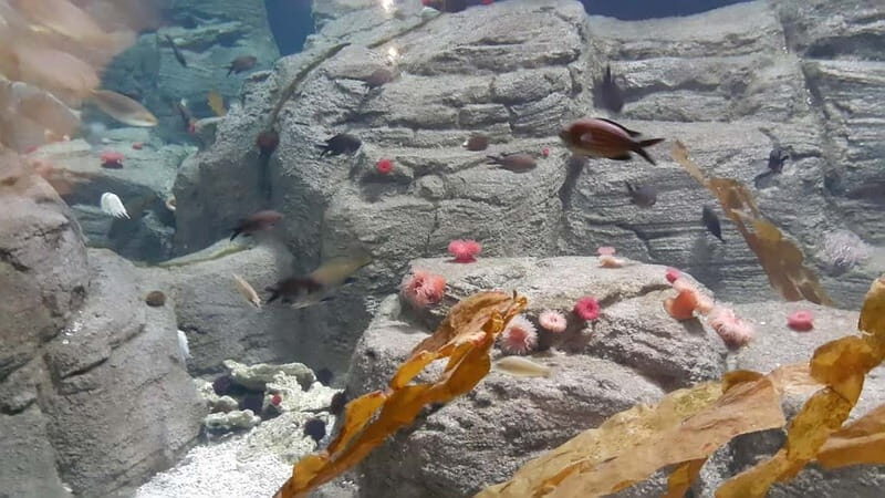 Istanbul: Aquarium Ticket and Round Trip Shuttle from Taksim - Final Thoughts