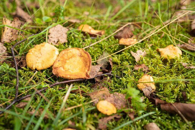 It Smells Like Mushrooms - An In-Depth Look at the Experience