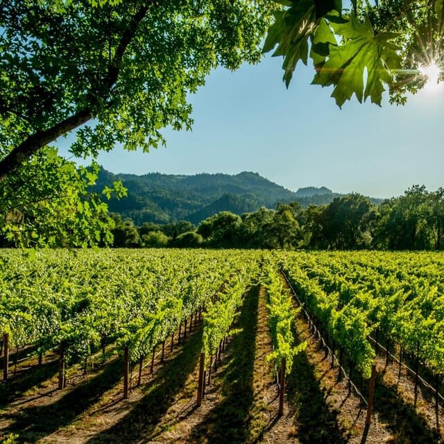 Itria valley: Wine and Olive Oil Tour and Tasting - An In-Depth Look at the Experience
