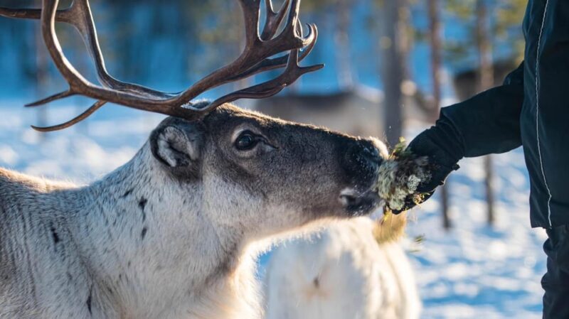 Ivalo: Magical Moments at the Reindeer Farm - In-Depth Review of the Reindeer Farm Tour