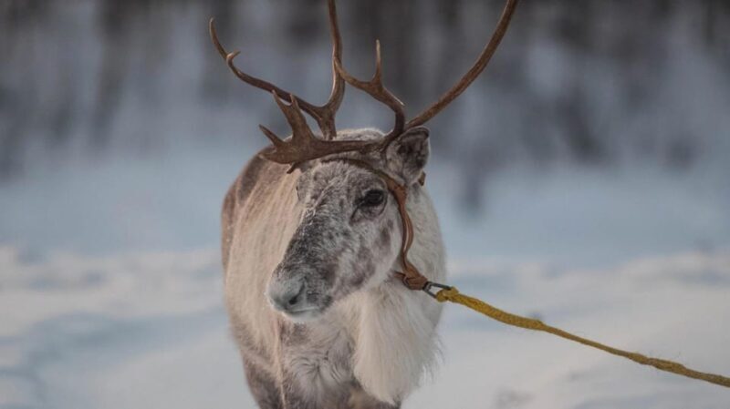 Ivalo: Magical Moments at the Reindeer Farm - The Sum Up