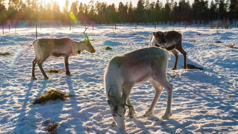 Ivalo: Magical Moments at the Reindeer Farm - FAQ