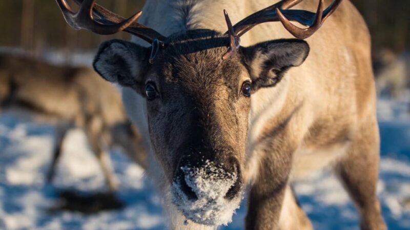 Ivalo: Northern Lights and Reindeer Farm Experience - Why This Tour Stands Out