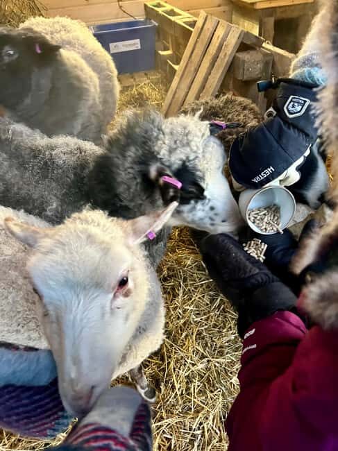 Ivalo: Private Farm Visit & Husky Experience - Key Points