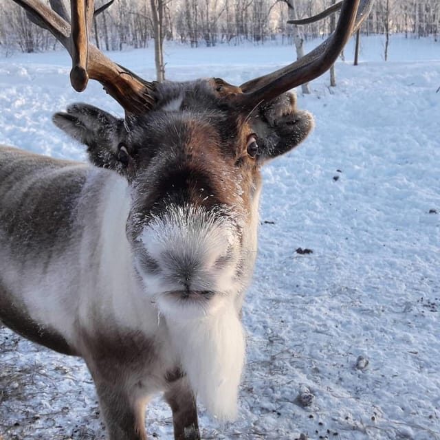Ivalo: Snowmobile Safari, Meet and Feed Reindeers with Lunch - Why This Tour Works Well
