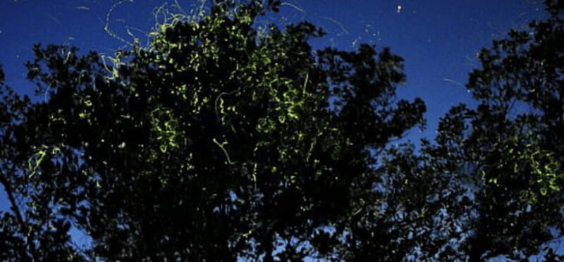 Iwahig Firefly Watching Tour| Puerto Princesa - Introduction: Why You’ll Love the Iwahig Firefly Watching Tour