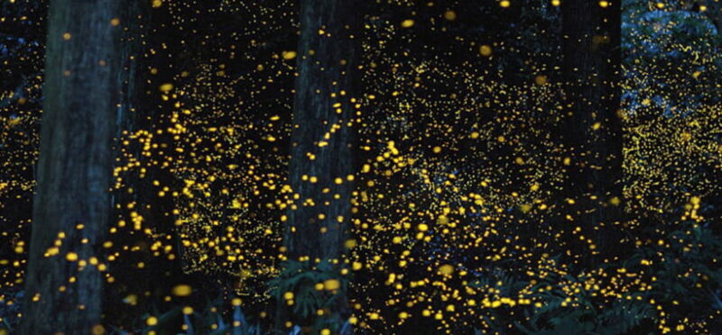 Iwahig Firefly Watching Tour| Puerto Princesa - Key Points