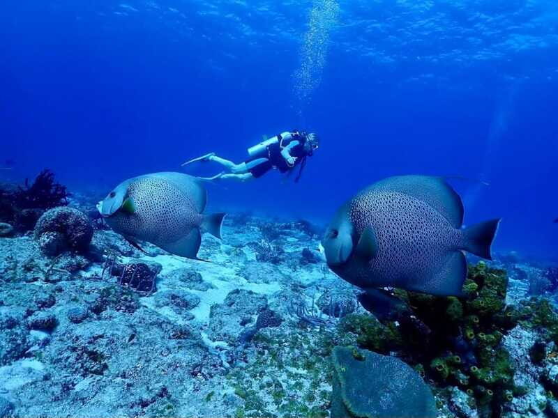Ixtapa: Nighttime Underwater Exploration at Piedra Solitaria - Discovering the Magic of Nighttime Underwater Life in Ixtapa