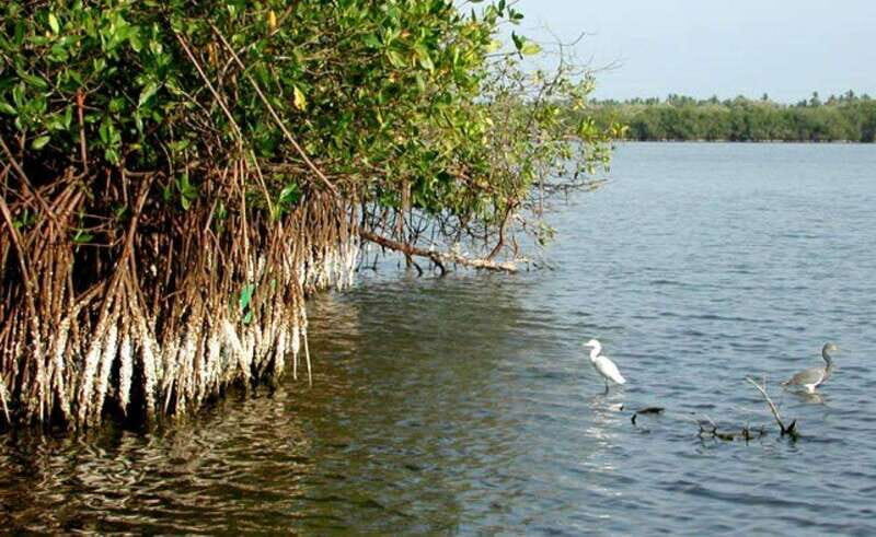 Ixtapa-Zihuatanejo: Barra de Potosi Scenic Lagoon Tour - The Value and Who Will Love This Tour